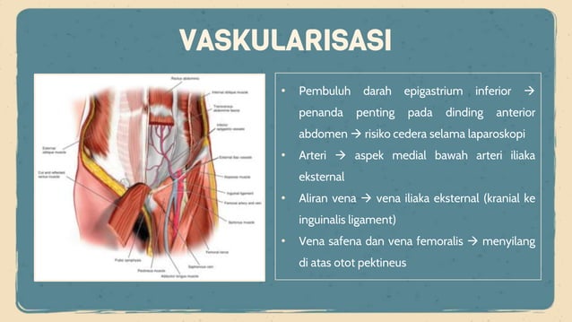 anatomi dan funsi dasar panggul | PPTX