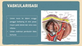 anatomi dan funsi dasar panggul | PPTX