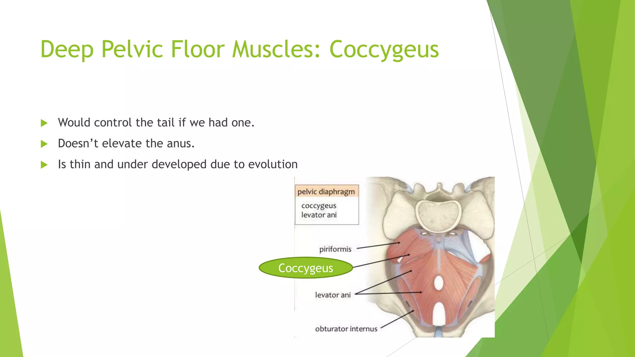 Pelvic-floor-presentation.pptx