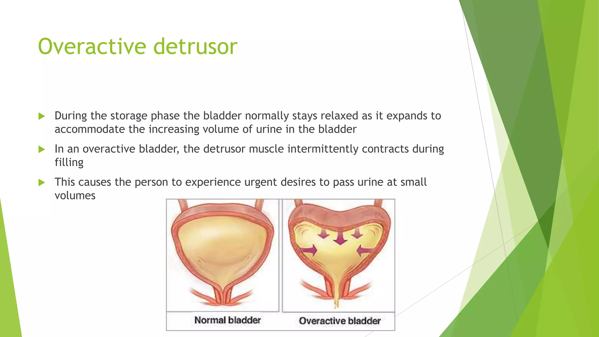 Pelvic-floor-presentation.pptx