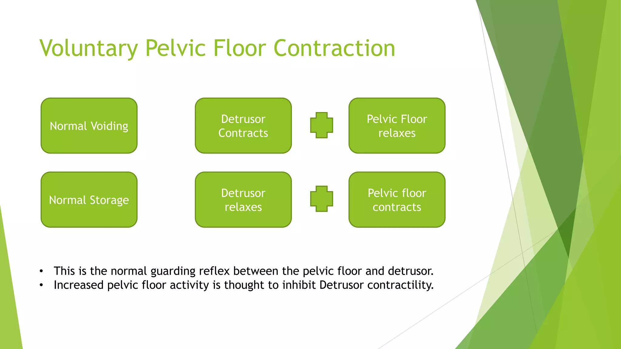 Pelvic-floor-presentation.pptx