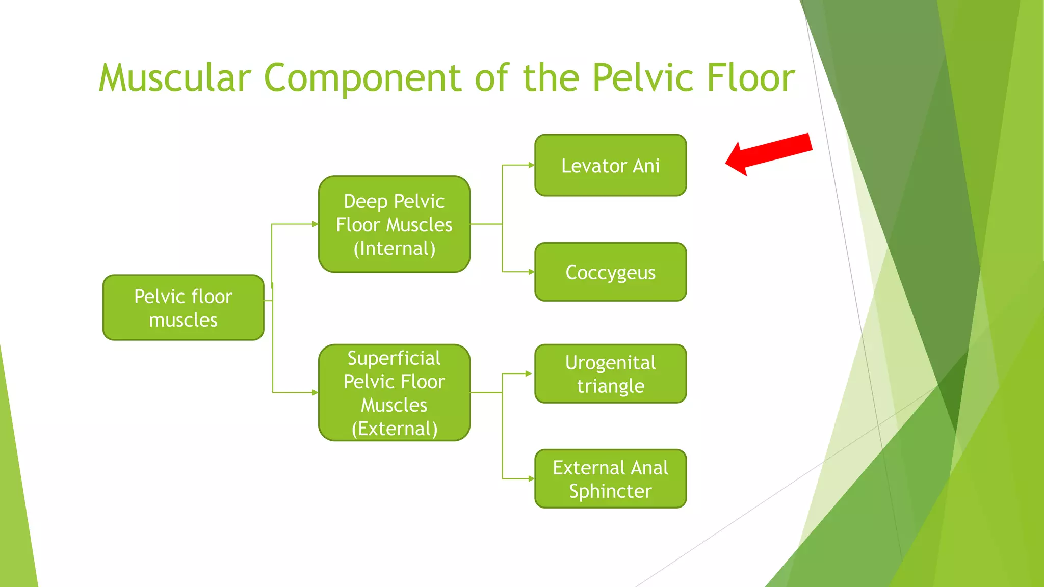 Pelvic-floor-presentation.pptx