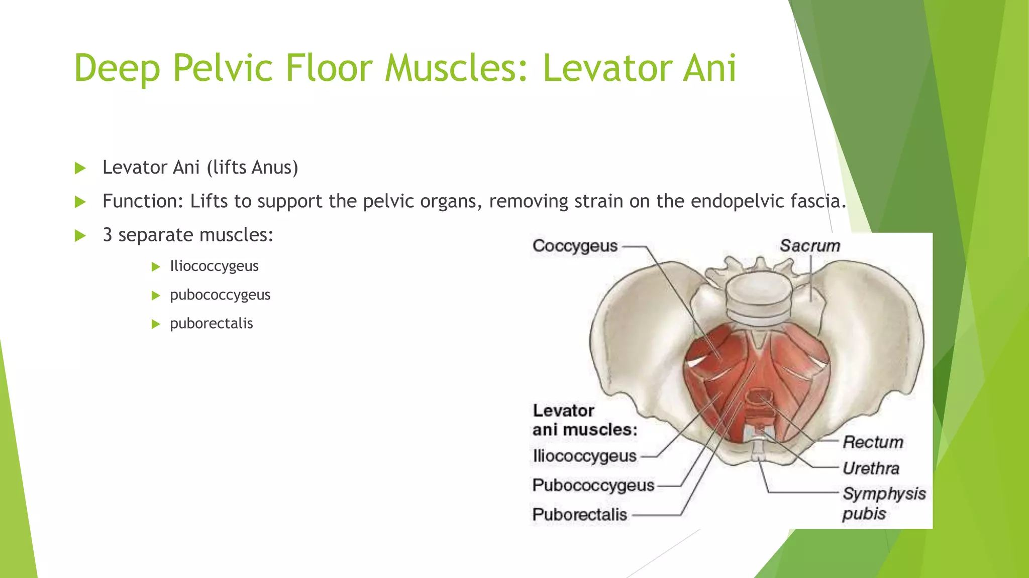 Pelvic-floor-presentation.pptx