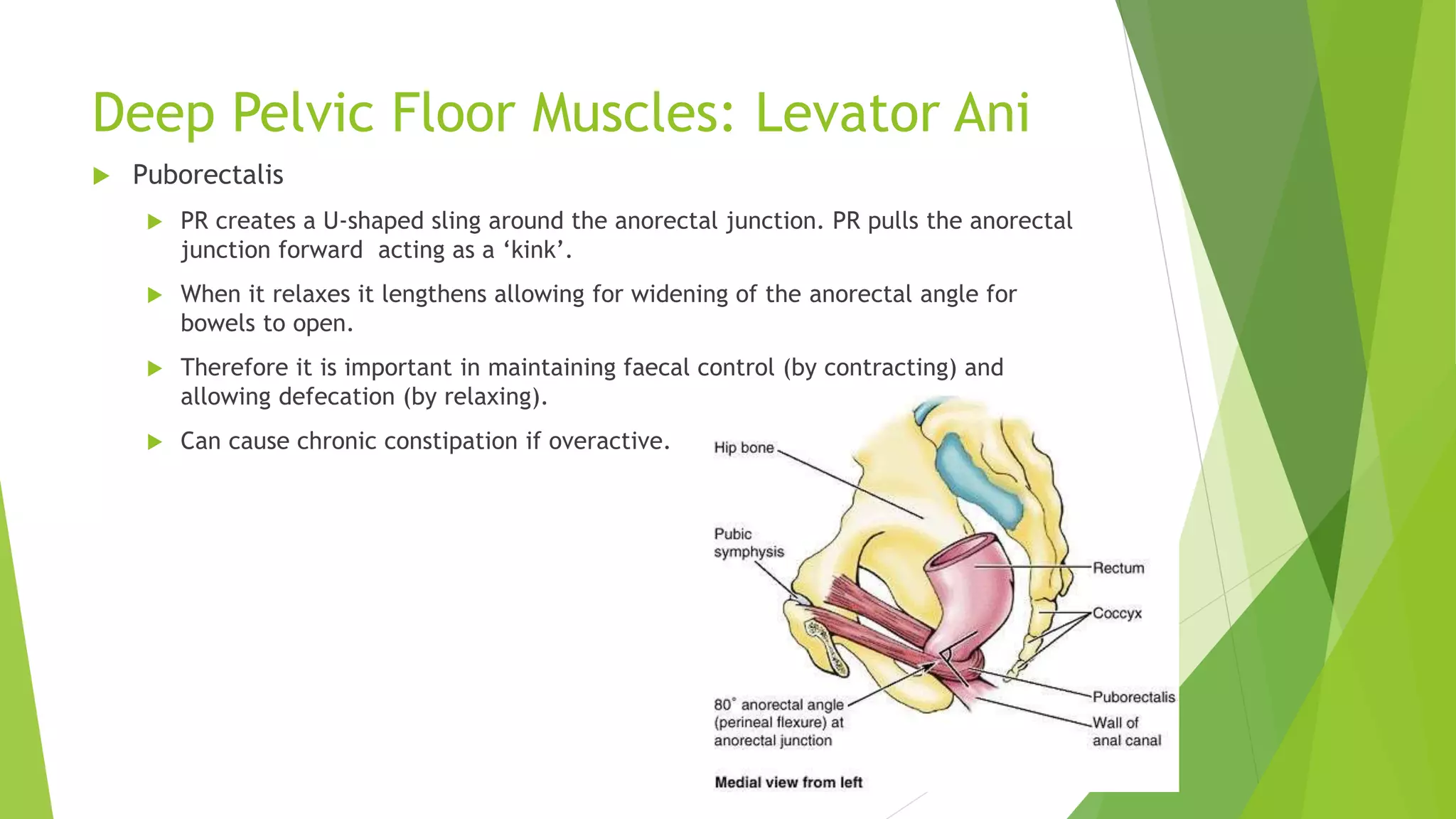 Pelvic-floor-presentation.pptx