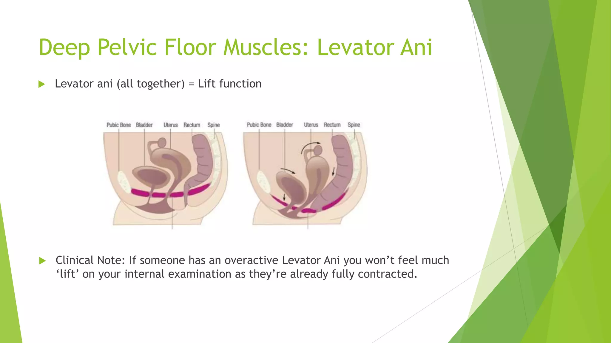 Pelvic-floor-presentation.pptx