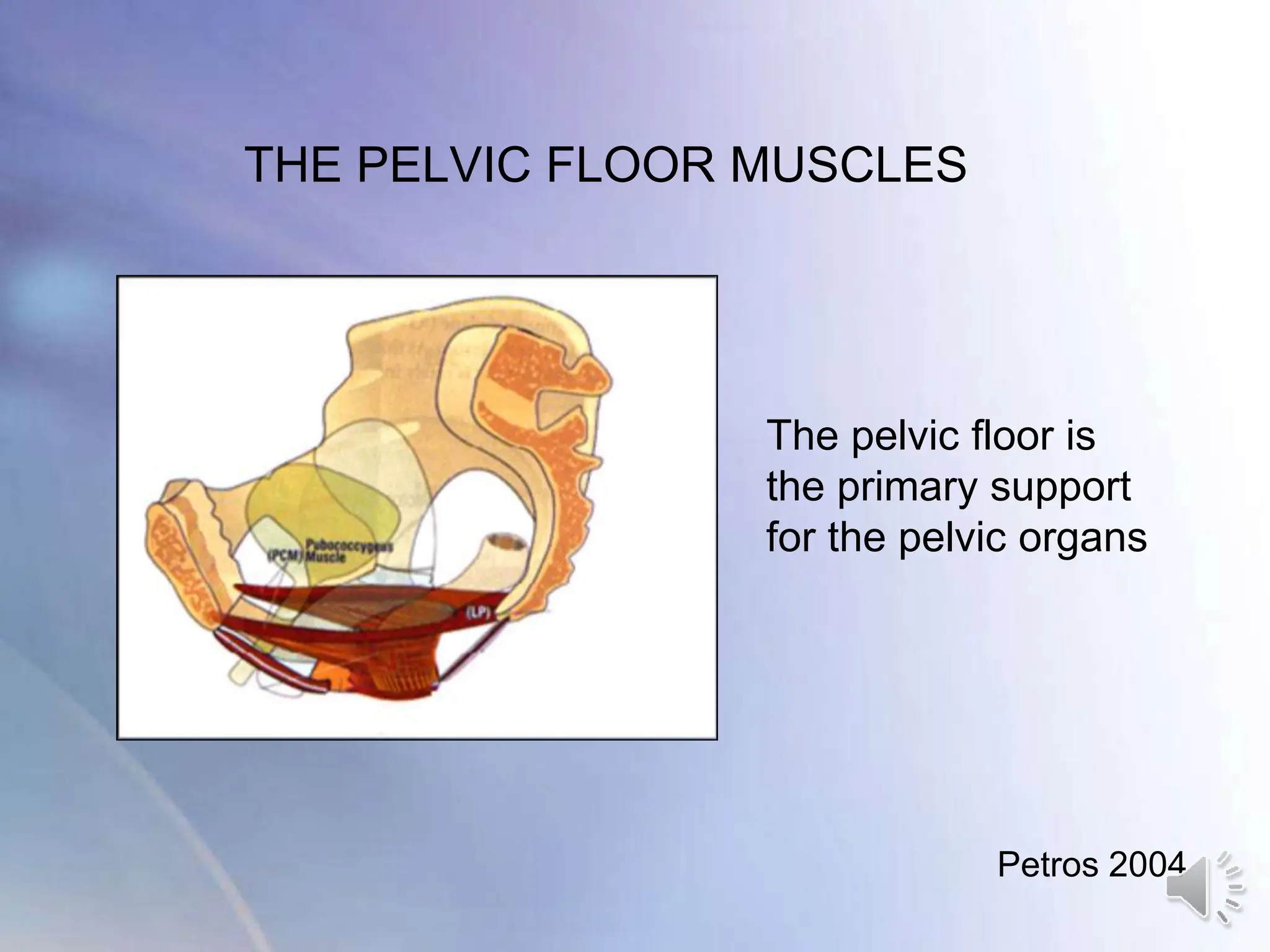 pelvic-floor-presentation-resources.pptx | Death, Injury, or Military ...