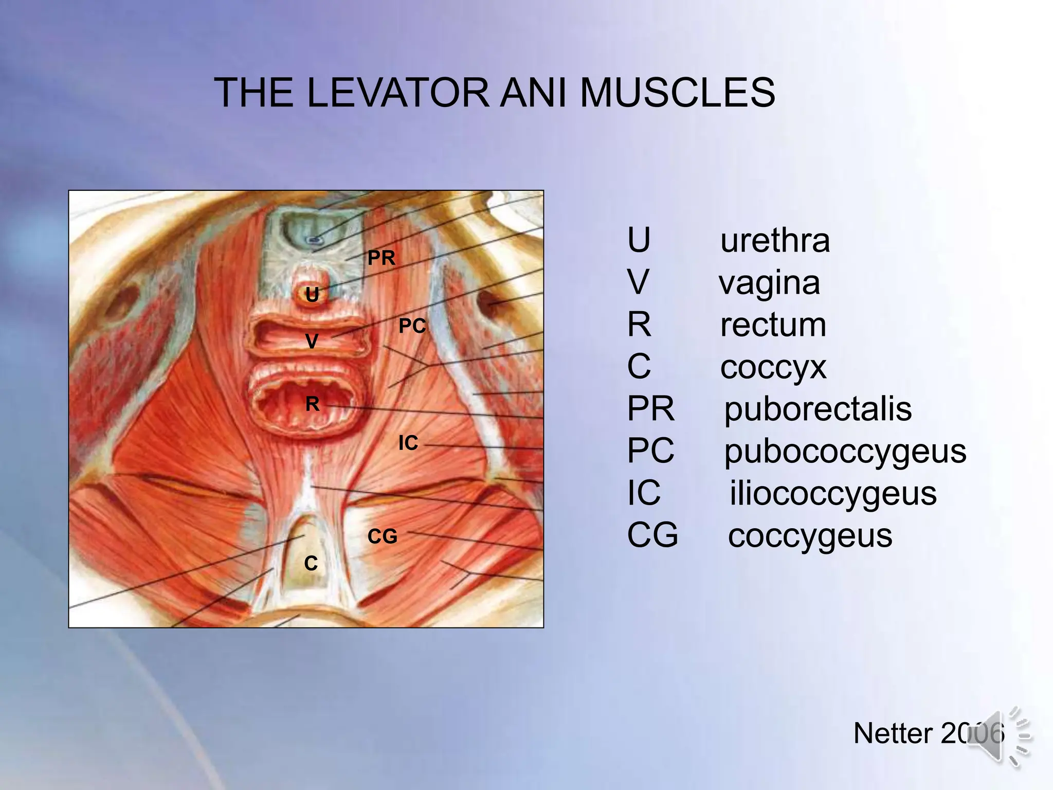 pelvic-floor-presentation-resources.pptx