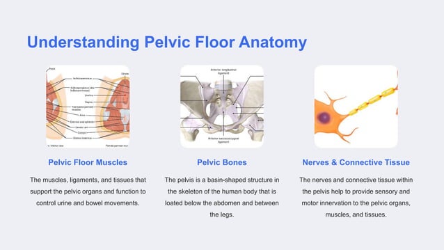 Pelvic-Floor-Strong.pptx