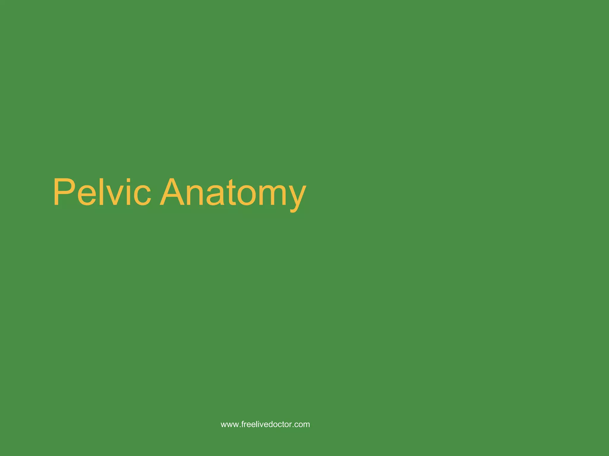 Pelvic anatomy | PPT