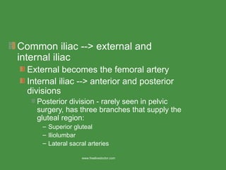 Pelvic anatomy | PPT
