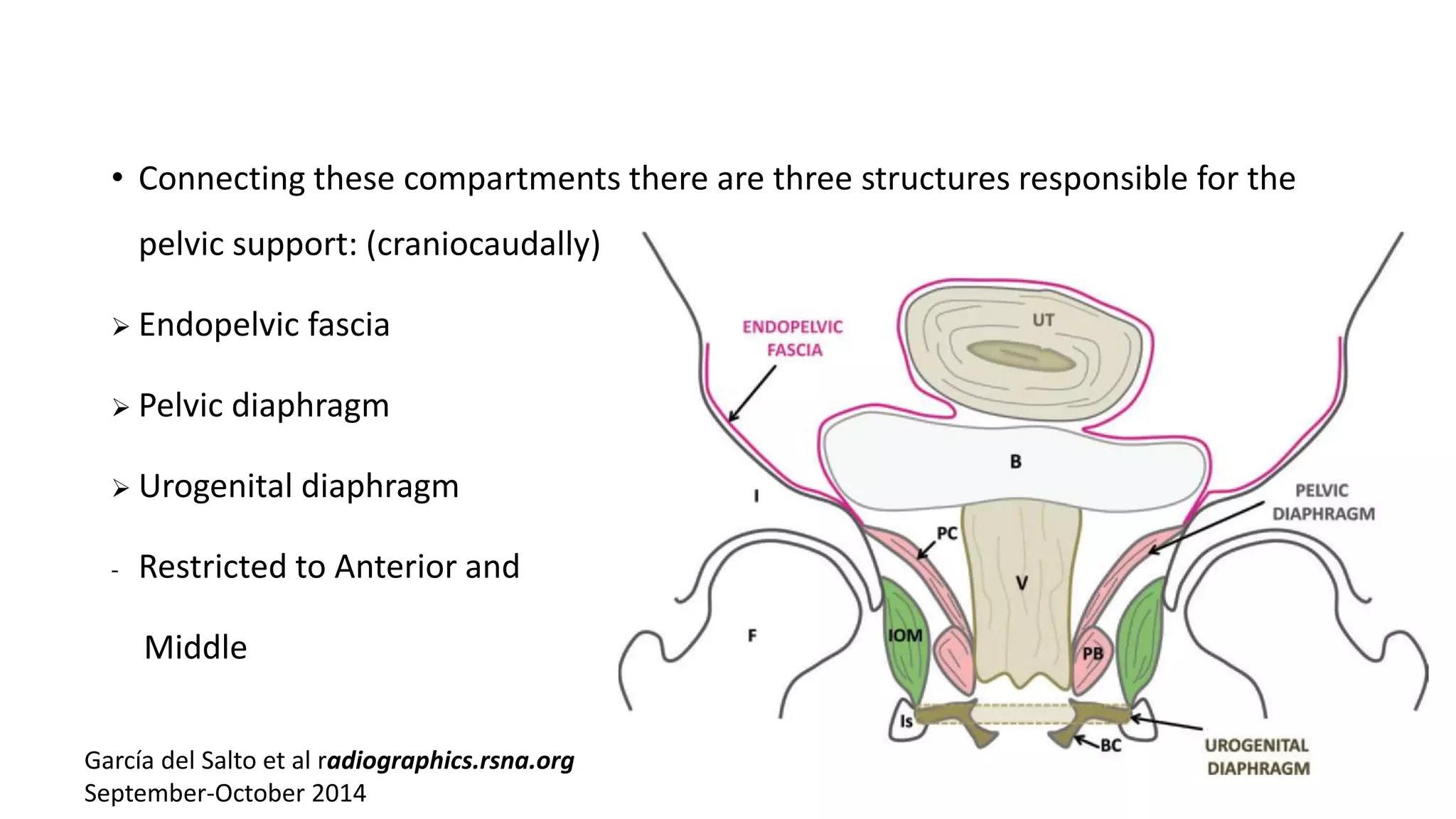 Pelvic anatomy | PPTX