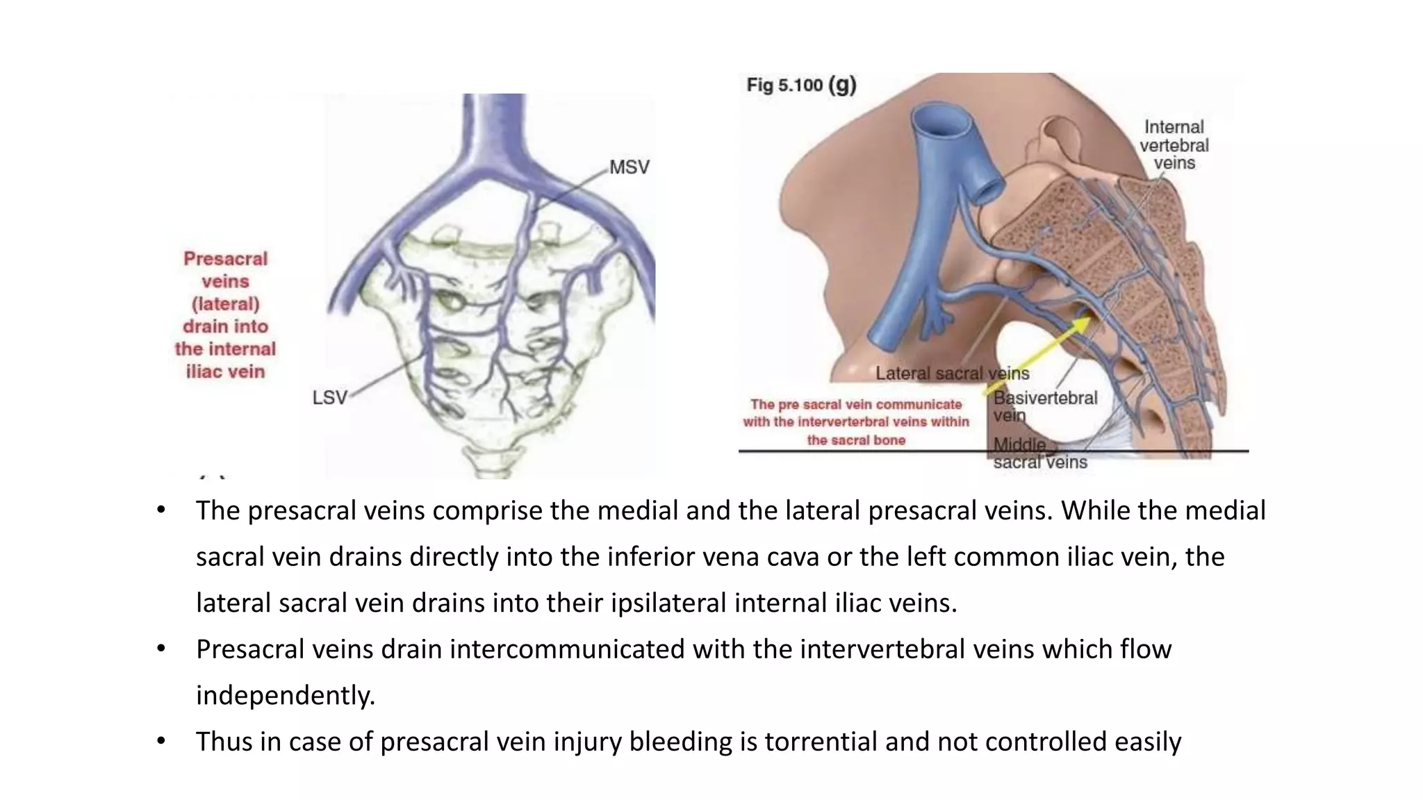 Pelvic anatomy | PPTX
