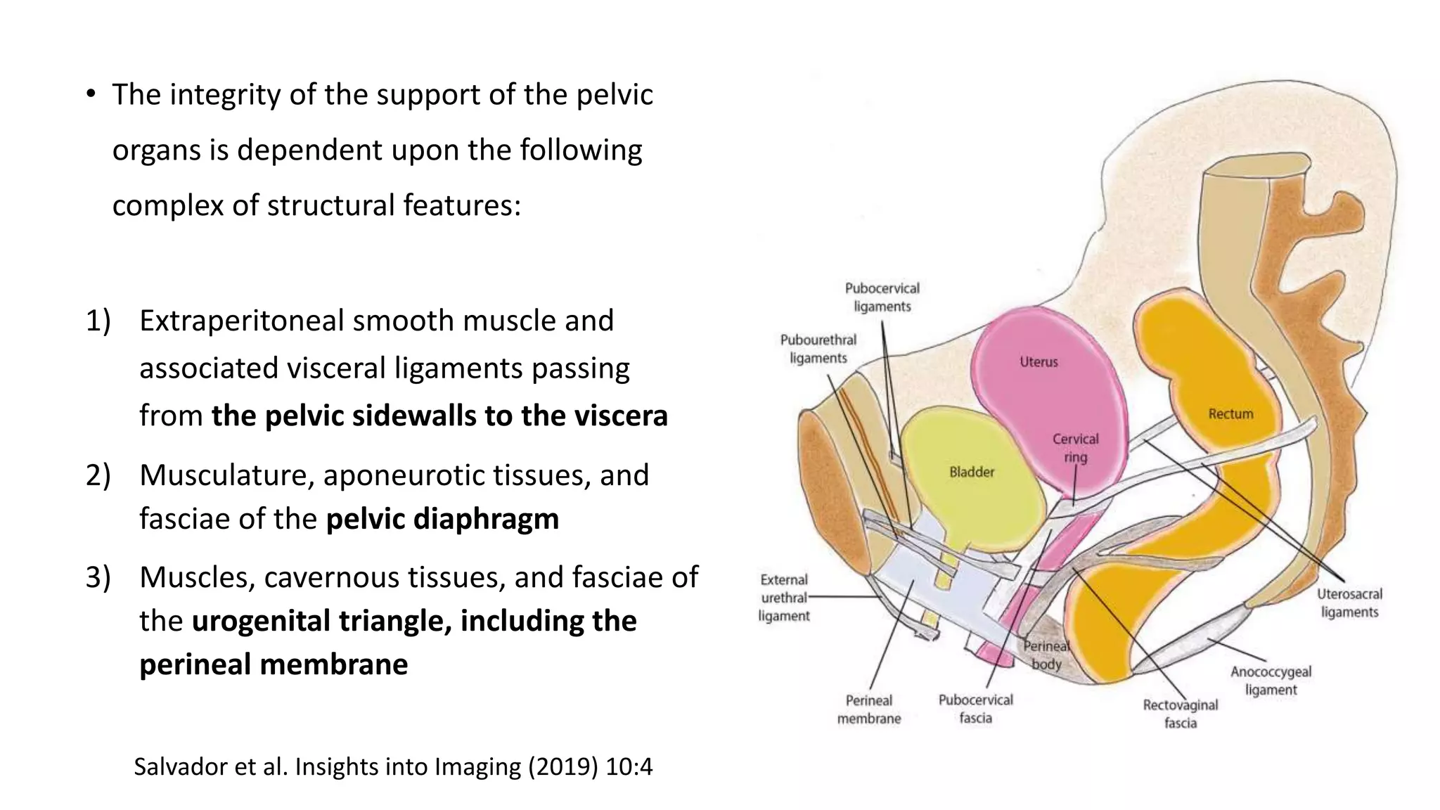Pelvic Cavity Anatomy Slideshare