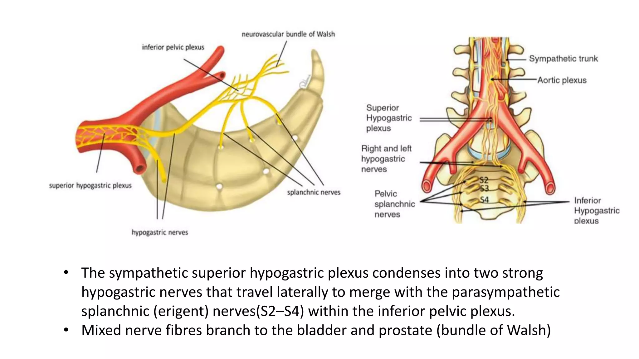 Pelvic anatomy | PPTX