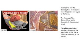 Pelvic anatomy | PPTX