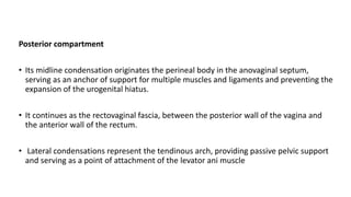 Pelvic anatomy | PPTX