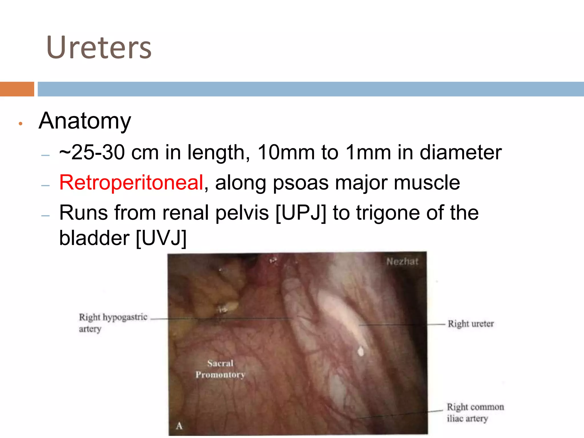 Pelvic Anatomy Slides FINAL.ppt