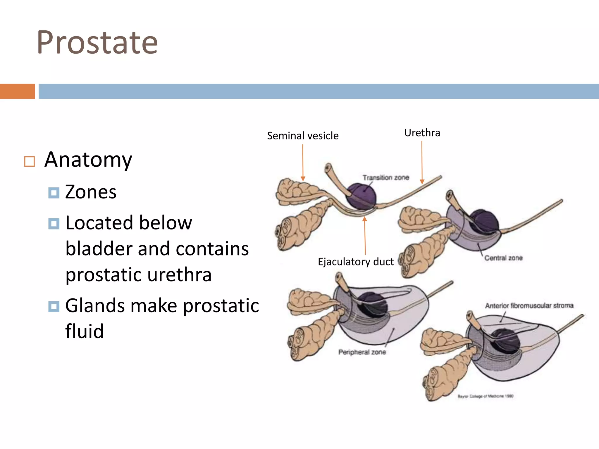 Pelvic Anatomy Slides FINAL.ppt