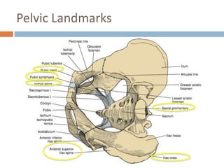 Pelvic Anatomy Slides FINAL.ppt