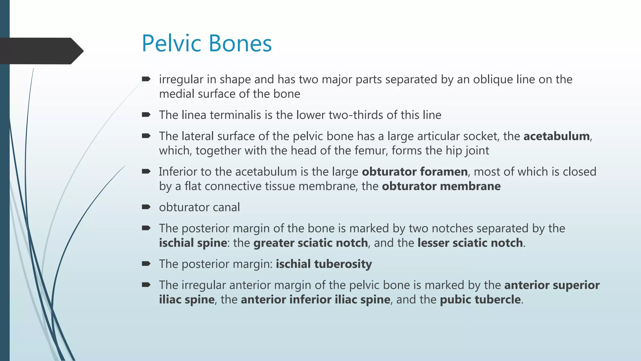 Pelvic and hip anatomy | PPTX