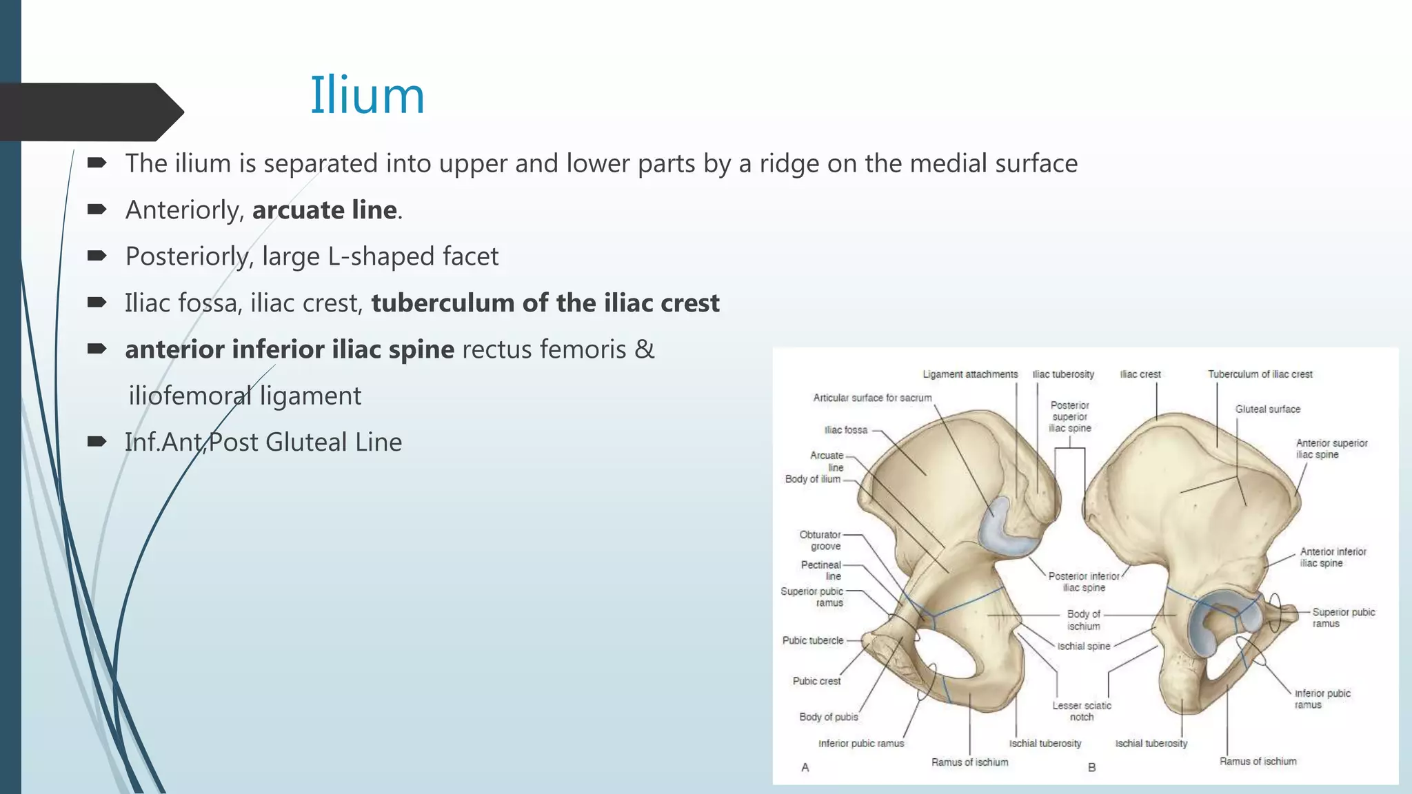 Pelvic and hip anatomy | PPTX