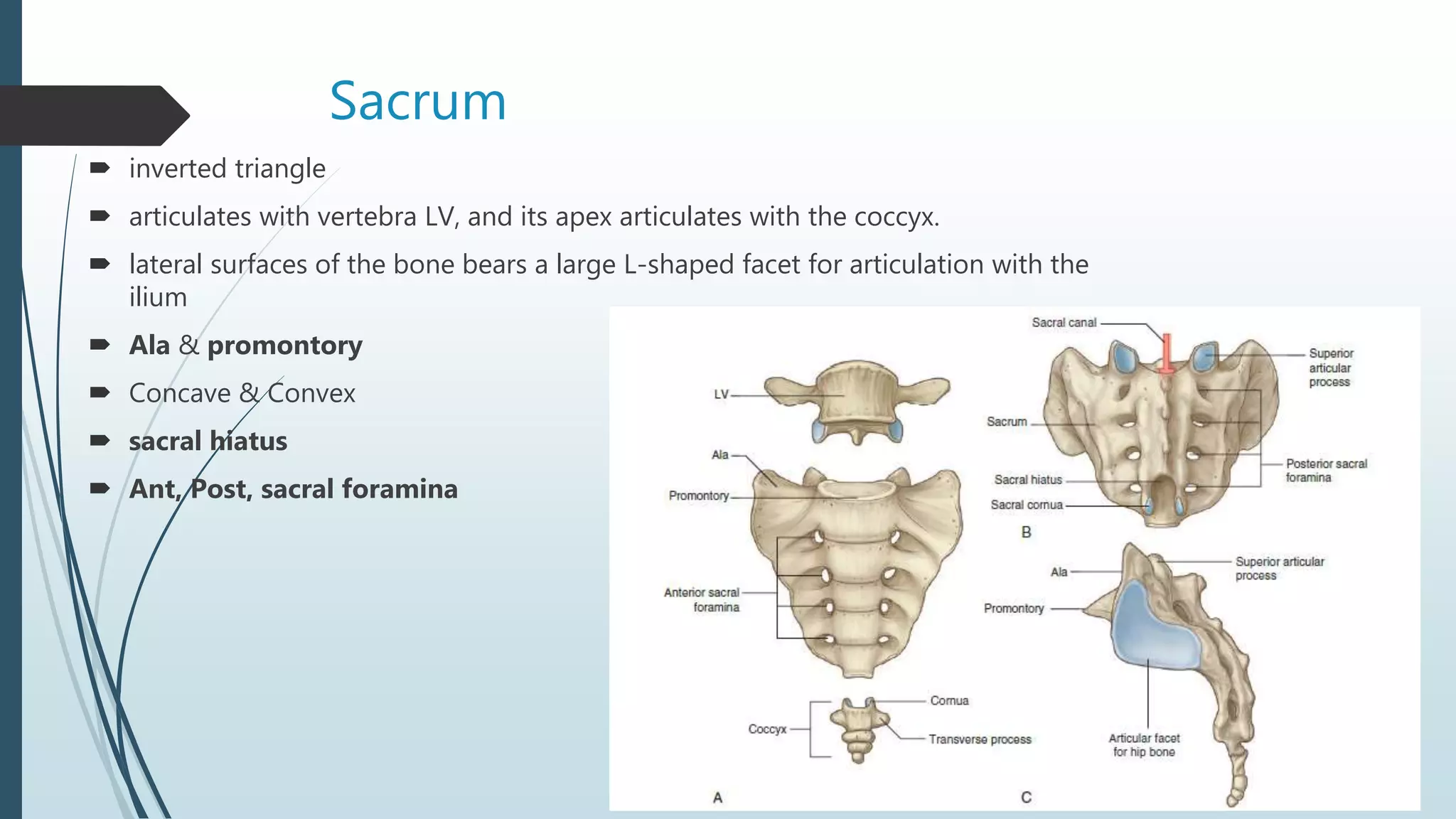 Pelvic and hip anatomy | PPTX