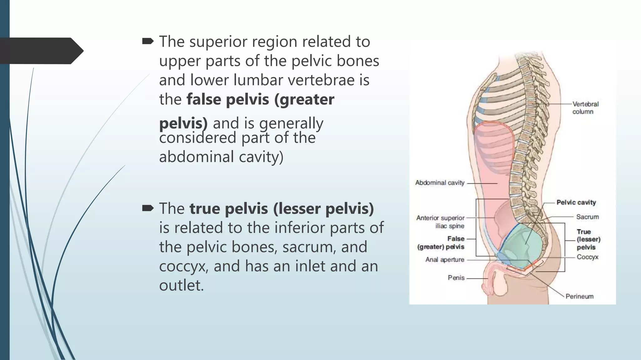 Pelvic and hip anatomy | PPTX