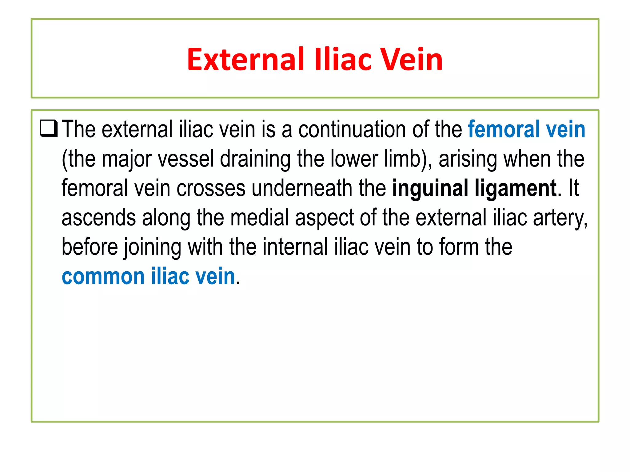 Pelvic vessels,nerves and lymph nodes. | PPTX