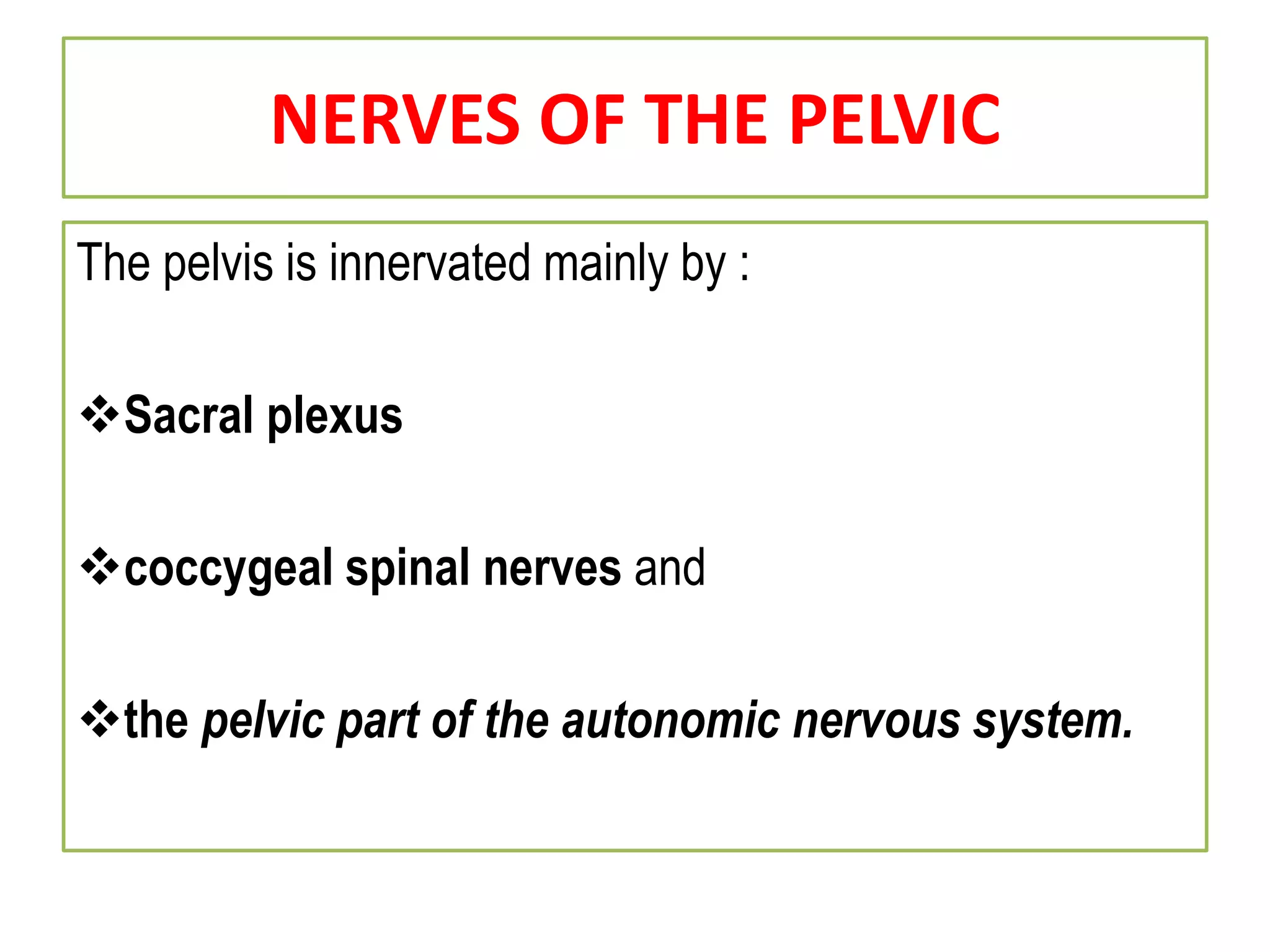 Pelvic vessels,nerves and lymph nodes. | PPTX
