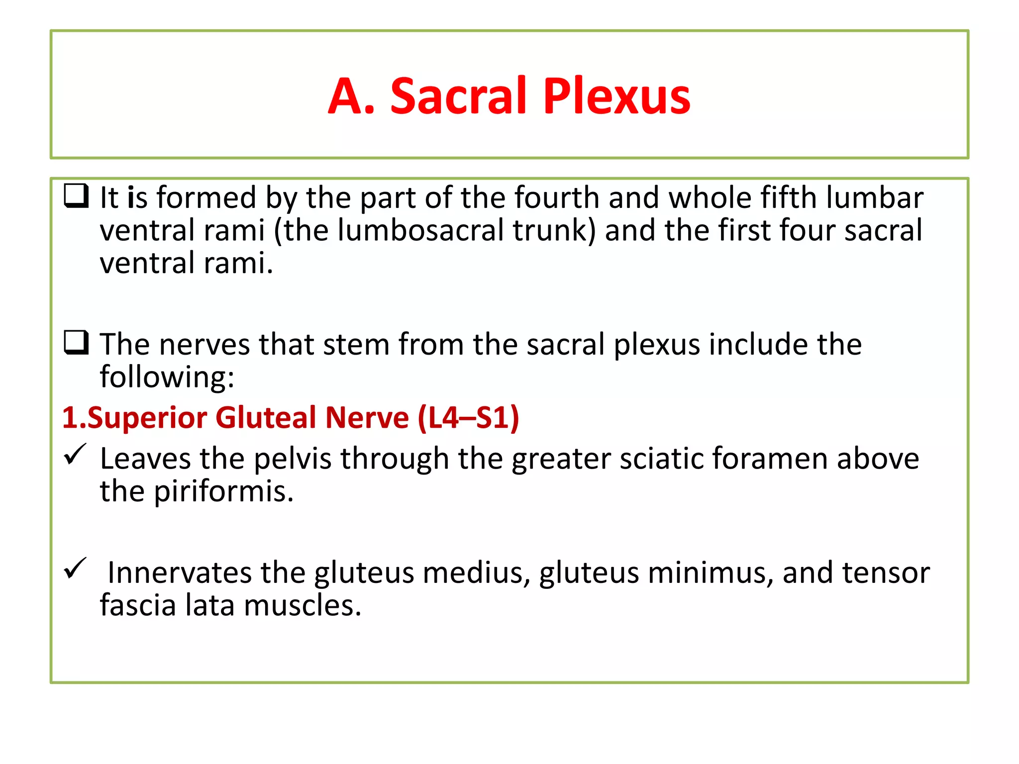 Pelvic vessels,nerves and lymph nodes. | PPTX
