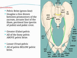 PELVIC # BKK - final.pptxPELVIC # BKKPELVIC # BKK | PPTX