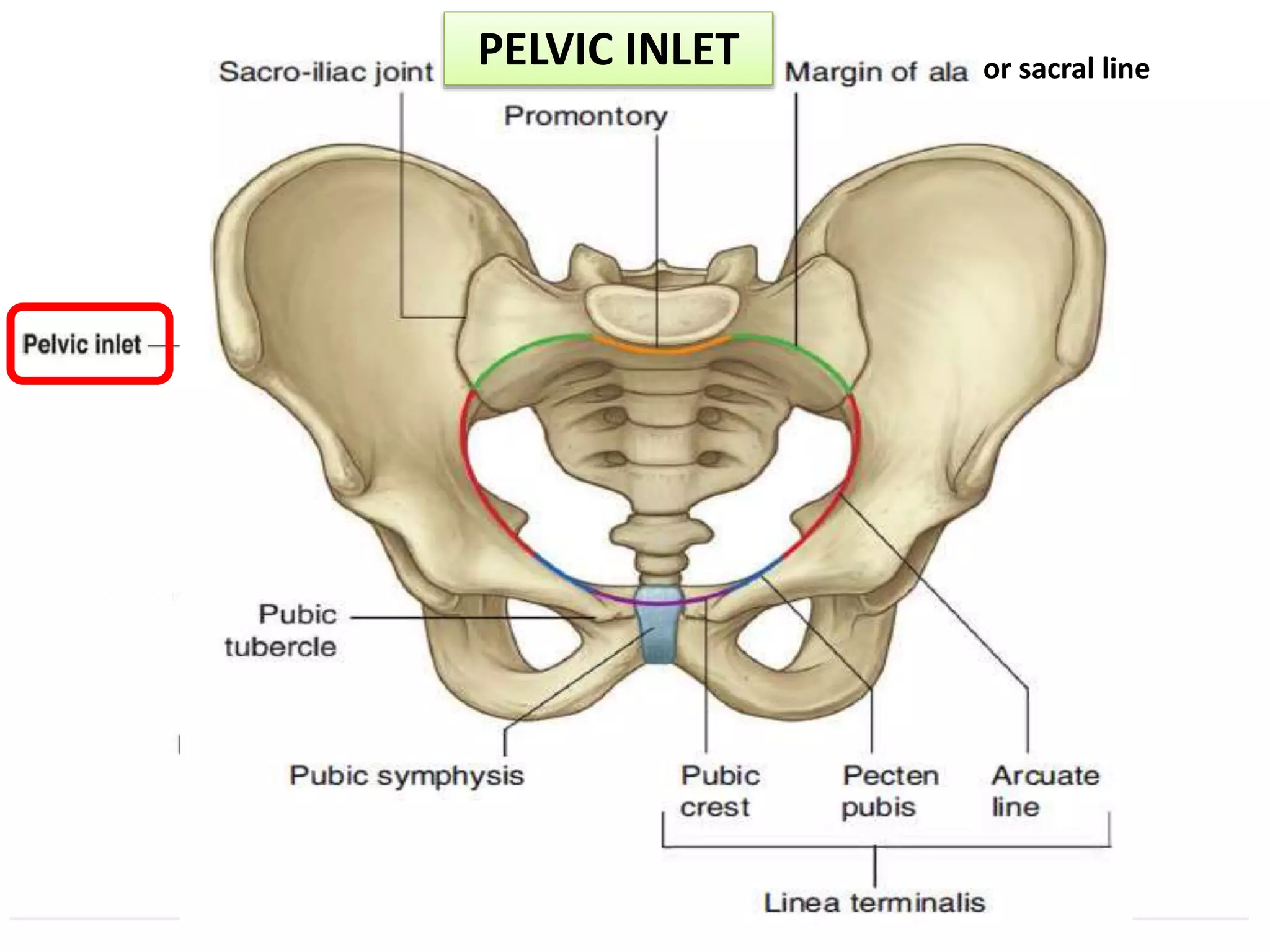 Pelvic bone.pptx | Pregnancy | Reproductive Health
