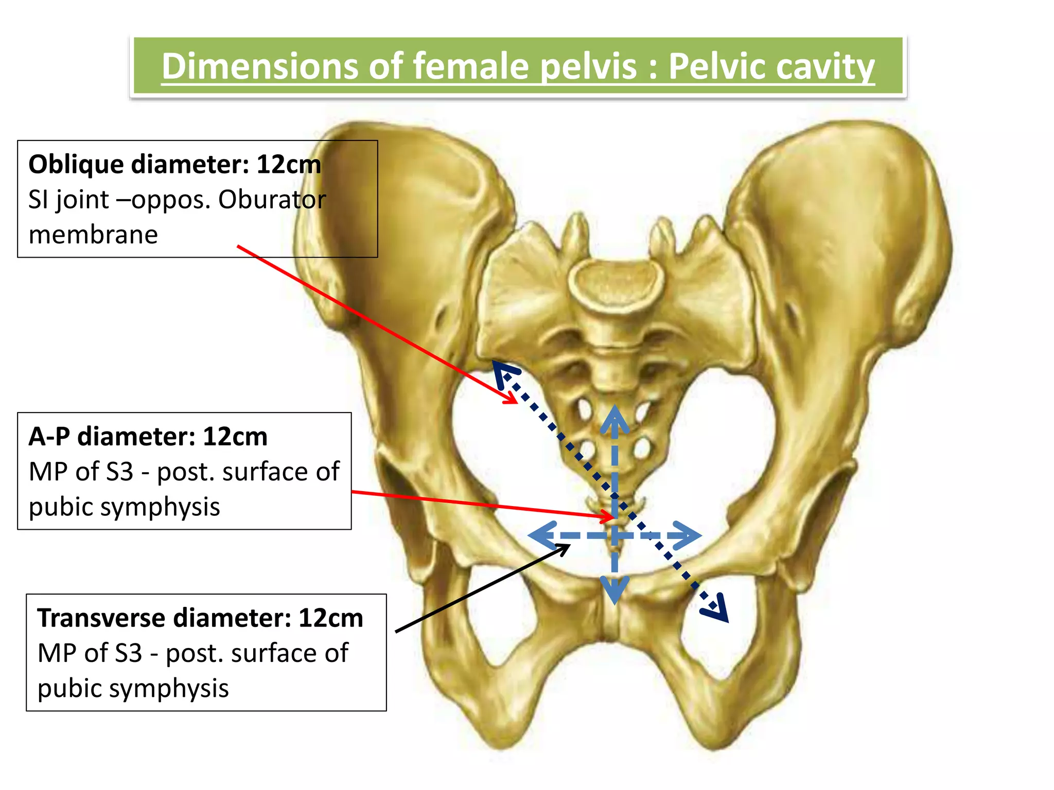 Pelvic bone.pptx