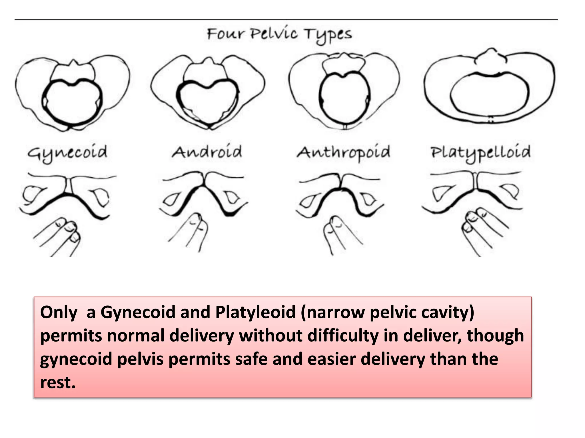 Pelvic bone.pptx