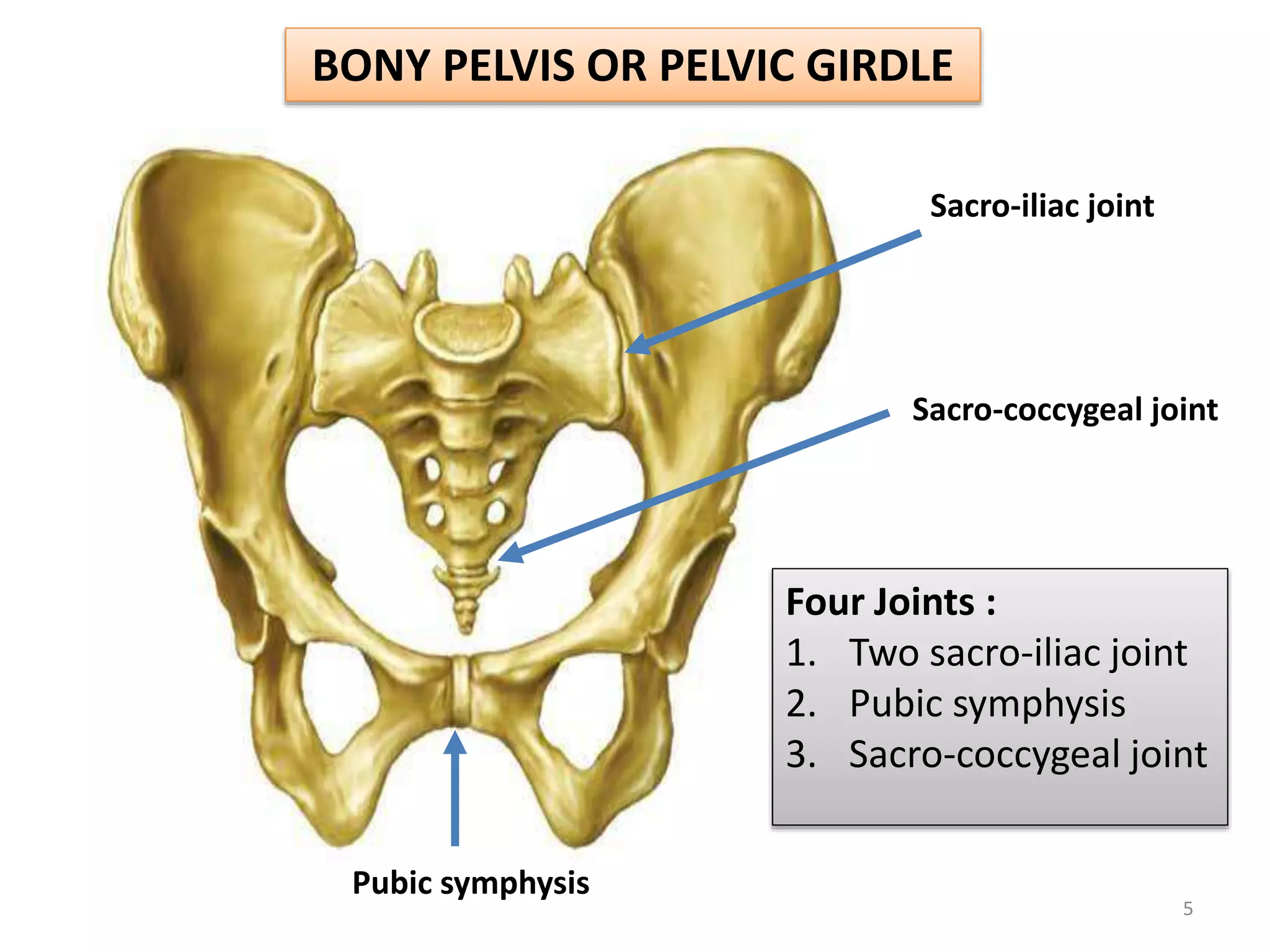 Pelvic bone.pptx