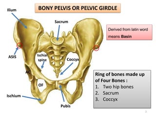 Pelvic bone.pptx