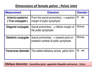 Pelvic bone.pptx