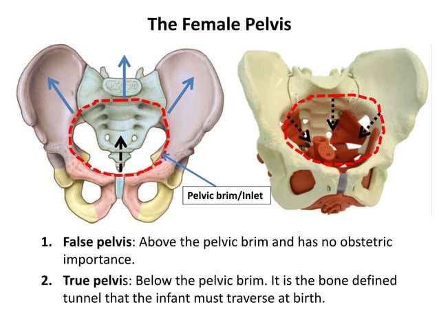 Pelvic bone.pptx | Pregnancy | Reproductive Health
