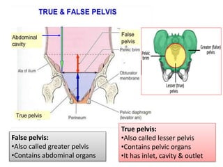 Pelvic bone.pptx