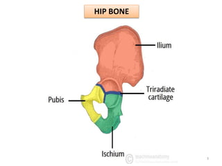 Pelvic bone.pptx