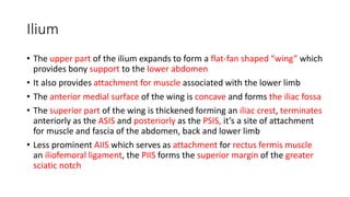 Pelvic bones | PPTX