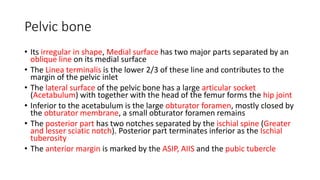 Pelvic bones | PPTX