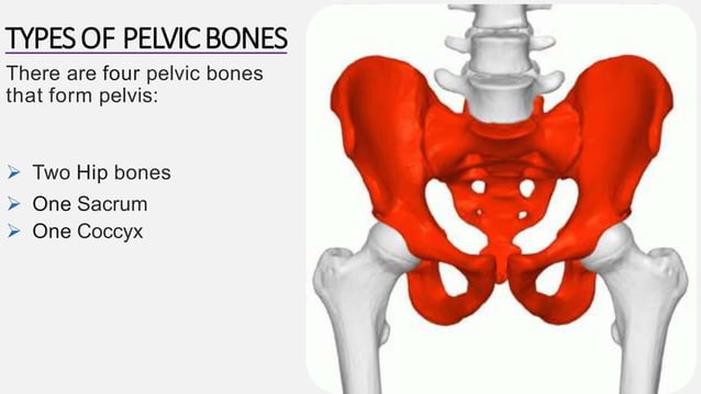 ANATOMY OF PELVIC BONES with detail.pptx