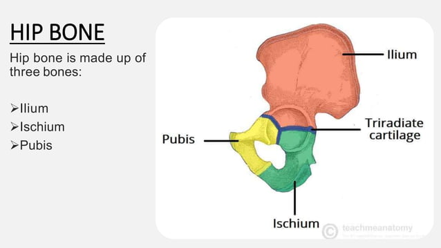 ANATOMY OF PELVIC BONES with detail.pptx
