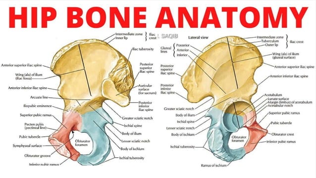 ANATOMY OF PELVIC BONES with detail.pptx | Death, Injury, or Military Conflict | Sensitive Topics