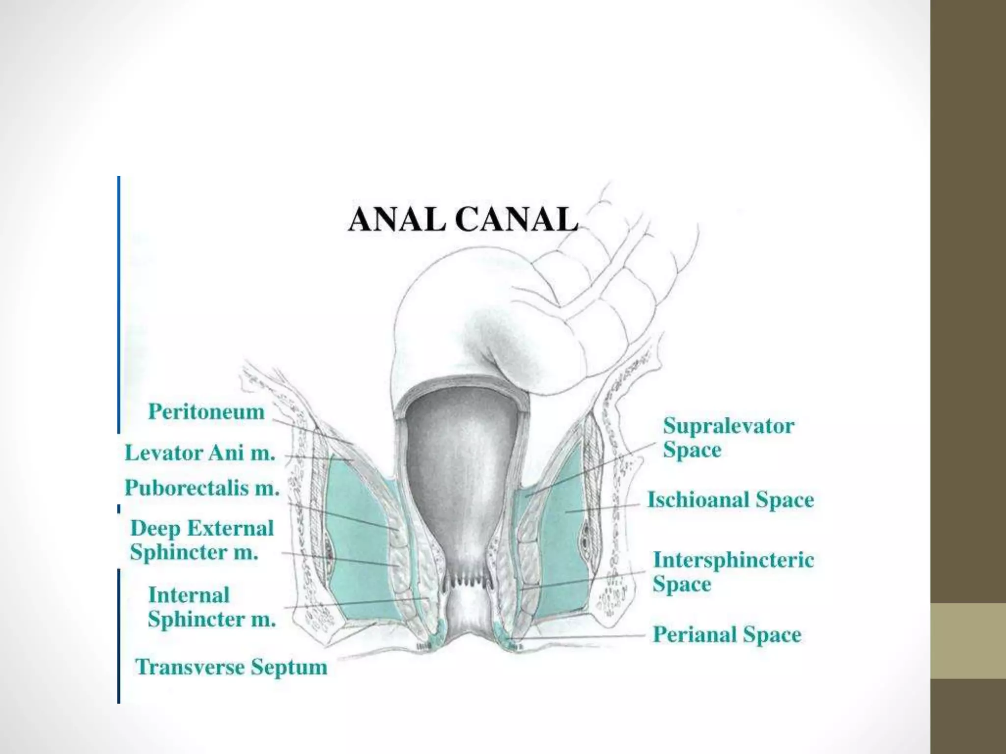 Pelvic Cavity im.pptx