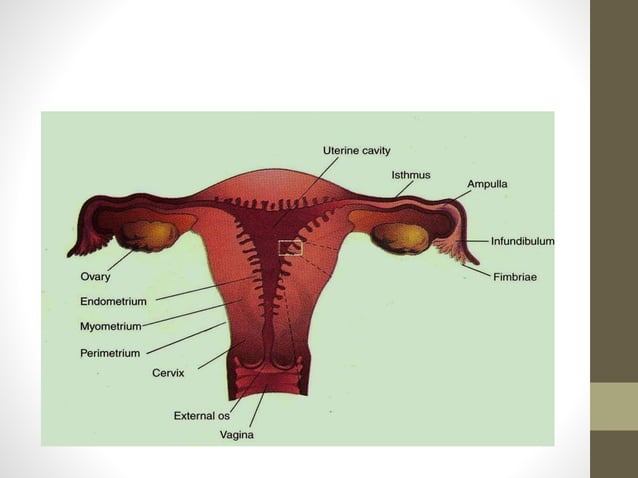 Pelvic Cavity im.pptx