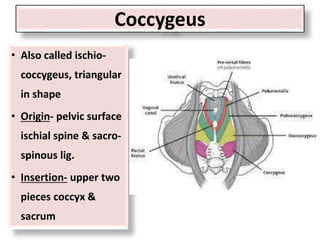 Pelvic diaphargm | PPTX