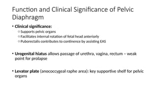 Pelvic diaphragm and its components .pptx