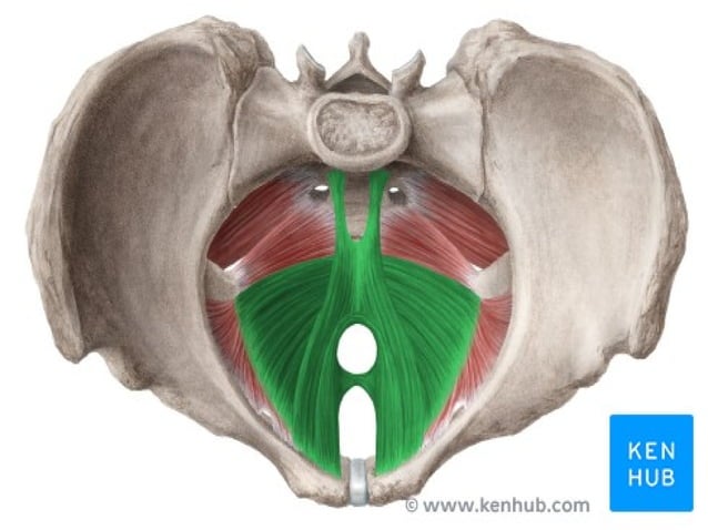 Pelvic diaphragm | PPT